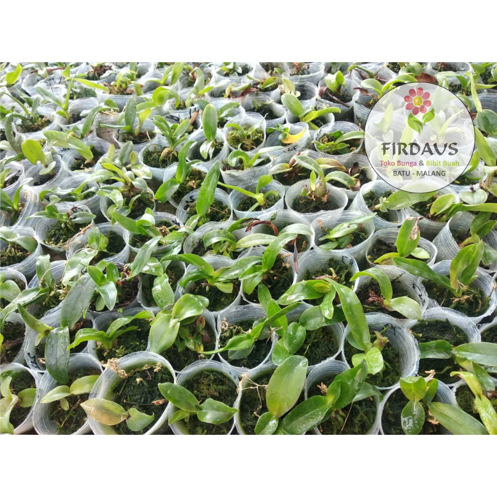 Jual Tanaman Bunga Anggrek Katlea (baby/seedling) | Shopee Indonesia