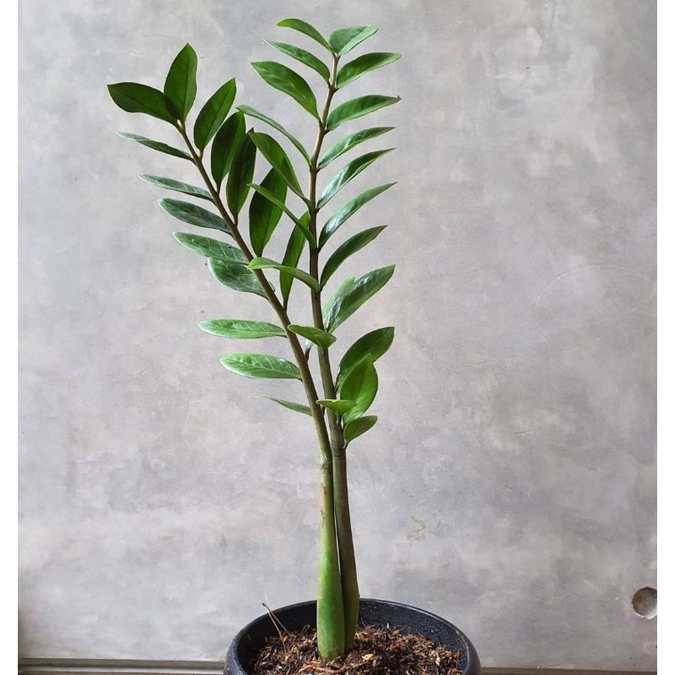 Jual Tanaman Hias Zamia Dolar | Shopee Indonesia
