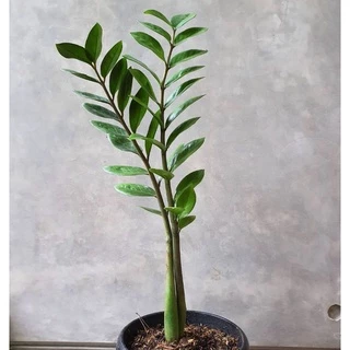 Jual pohon zamia Harga Terbaik & Termurah Oktober 2024 | Shopee Indonesia