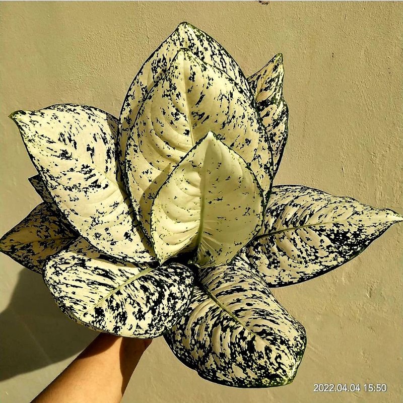 Jual Aglonema Siam Paragon / Tanaman hias bunga aglonema aglaonema Siam ...