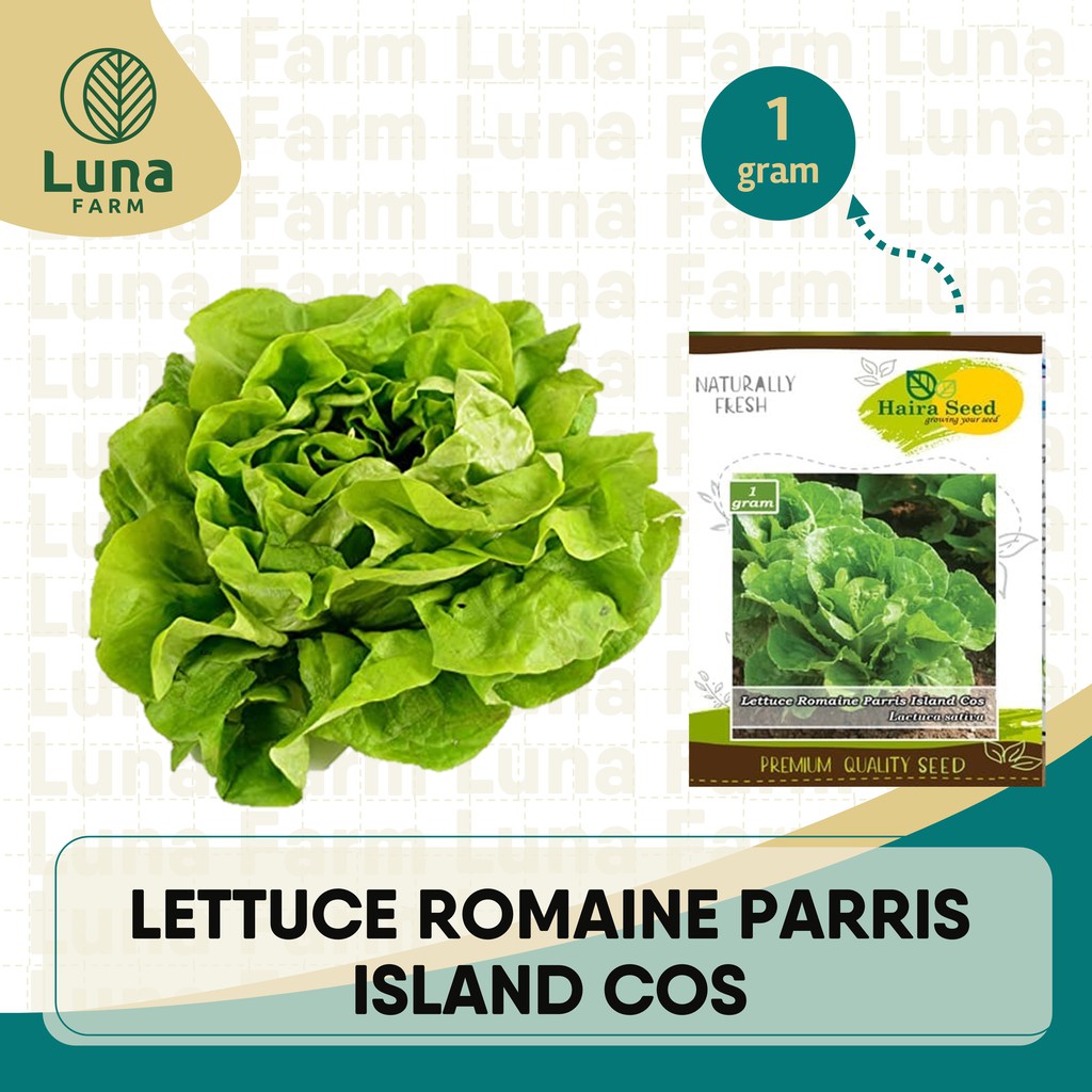 Jual Benih-Bibit Selada Green Romaine Parris Island Cos (Haira Seed) Kemasan Asli | Shopee Indonesia