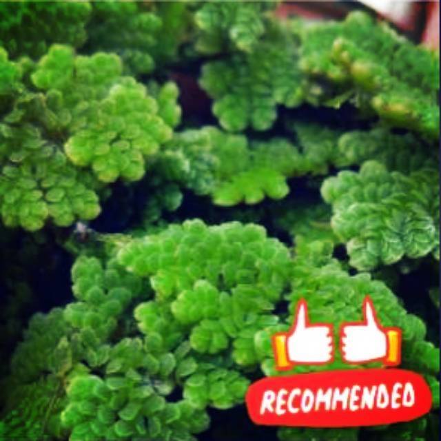 Jual AZOLLA 500gr AZOLA MICROPHYLLA BIBIT TANAMAN MAKANAN TERNAK wolfia ...