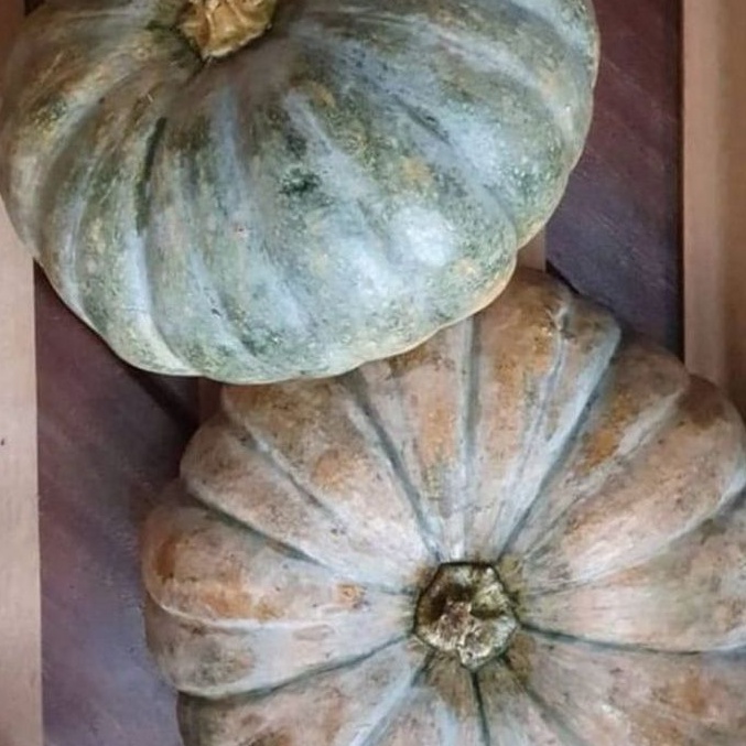 Jual LABU PARANG/LABU PUMPKIN 1 BUAH FRESH | Shopee Indonesia