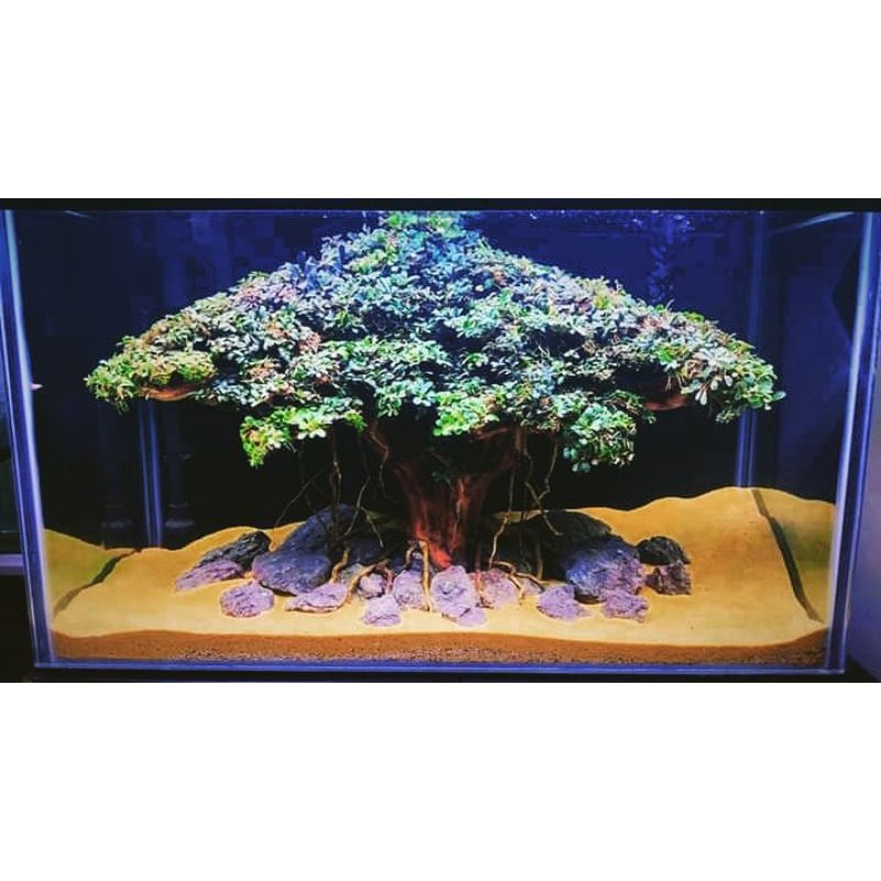 Jual bonsai beringin aquascape buce P50 x T30 | Shopee Indonesia