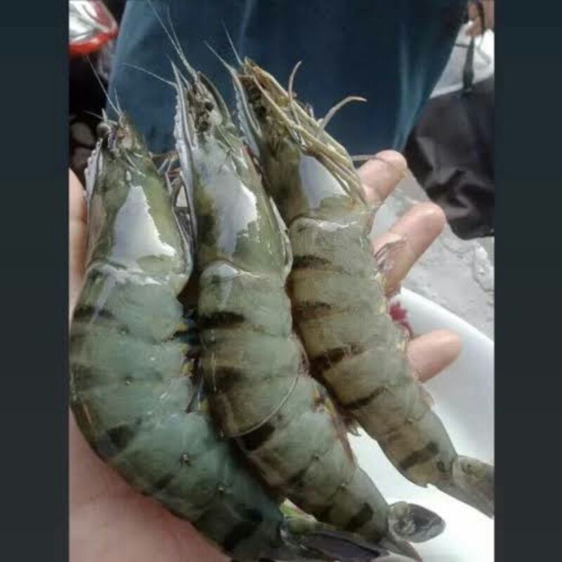 Jual udang besar hitam 250g | Shopee Indonesia