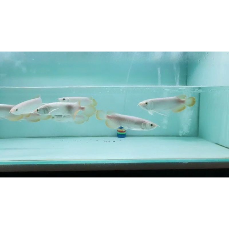 Jual Ikan Arwana Arowana Banjar Red Yellow Metallic | Shopee Indonesia