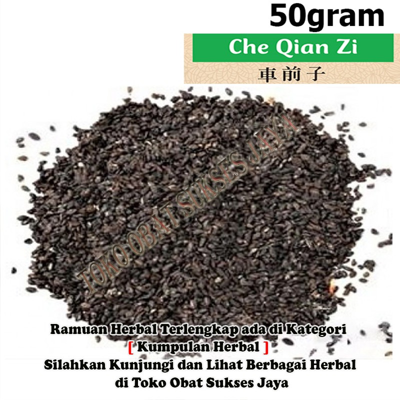 Jual [50gram] Che Qian Zi / Plantain Seed - [ 车前子 ] - Semen Plantaginis ...