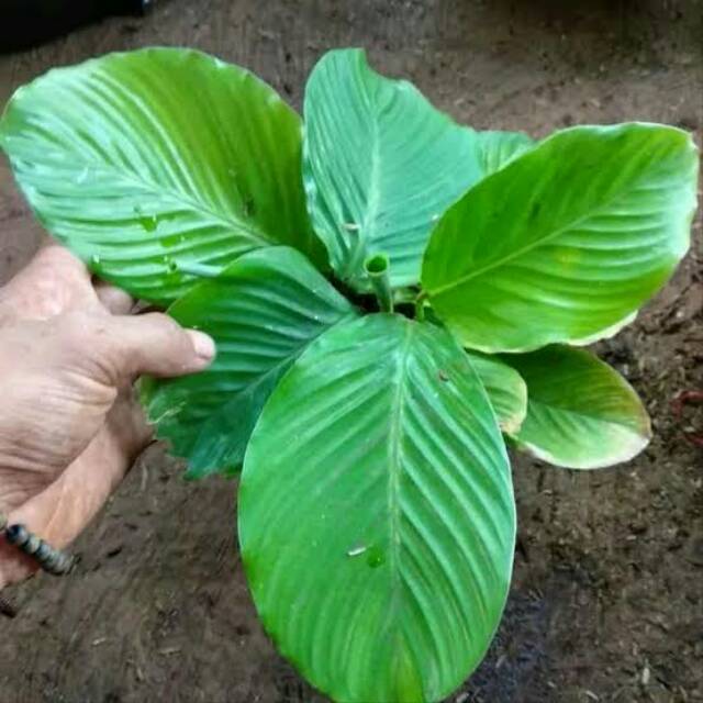 Jual Tanaman hias calathea minyak mini | Shopee Indonesia