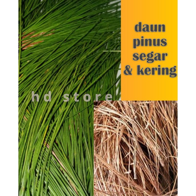 Jual daun pinus segar dan kering 1kg | Shopee Indonesia