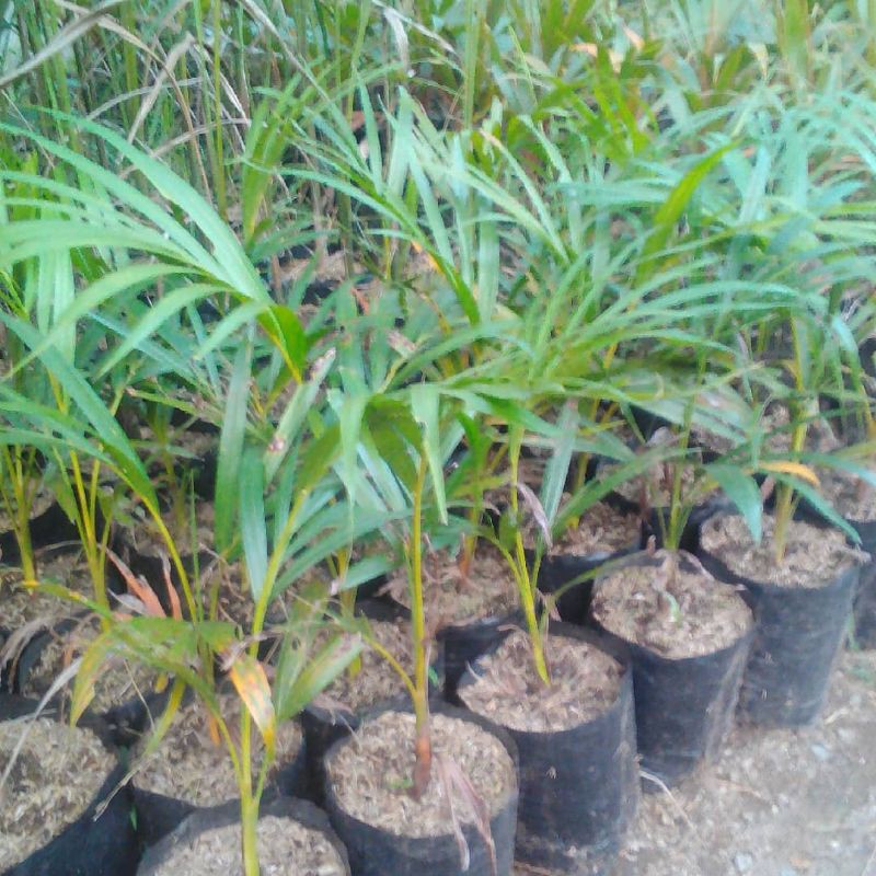 Jual BISA COD jual tanaman palem kuning - hiasan tamaan - tanaman palem ...