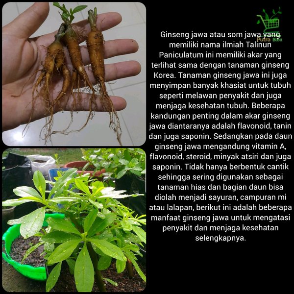 Jual Bibit Ginseng Jawa Som Jawa - Tanaman Herbal | Shopee Indonesia