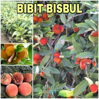 Jual Buah Bisbul Terlengkap & Harga Terbaru Juni 2024 | Shopee Indonesia