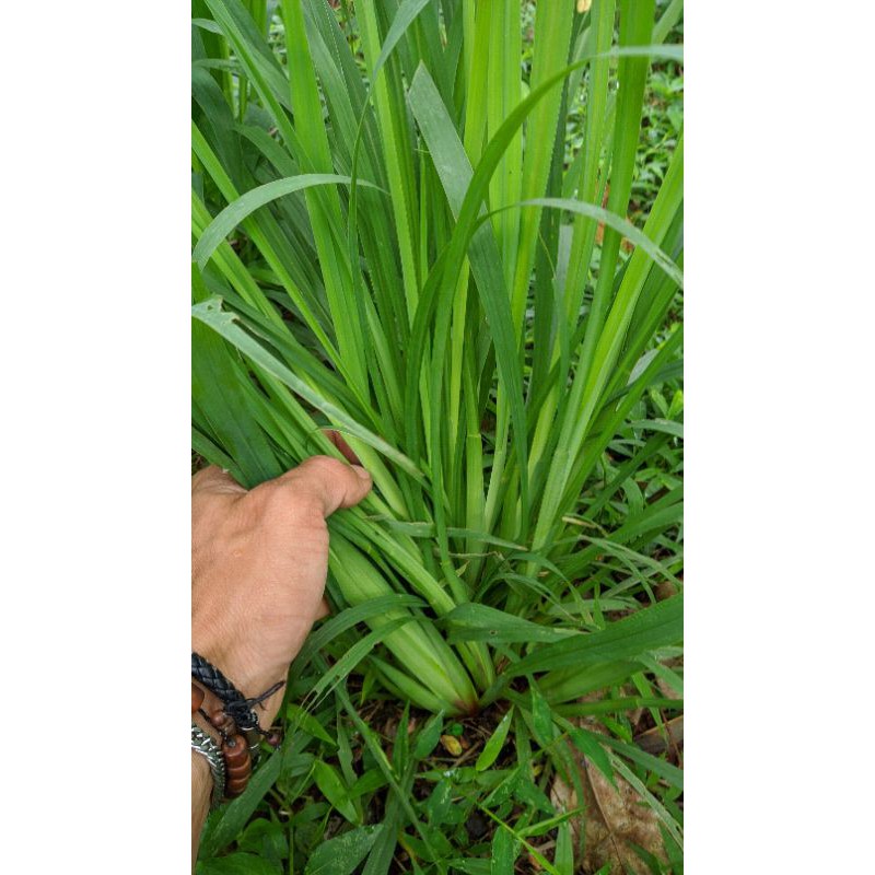 Jual Benih Rumput Demplot,500 Gram. | Shopee Indonesia