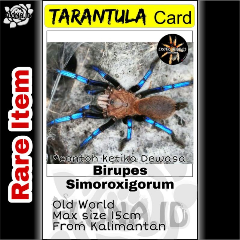 Jual Kartu Tarantula | Birupes Simoroxigorum 2-3cm 2-3 cm Laba-laba ...