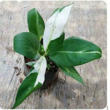 Jual 10.10 Tanaman Peace Lily Bibit Bunga Penyerap Racun Udara Bibit ...