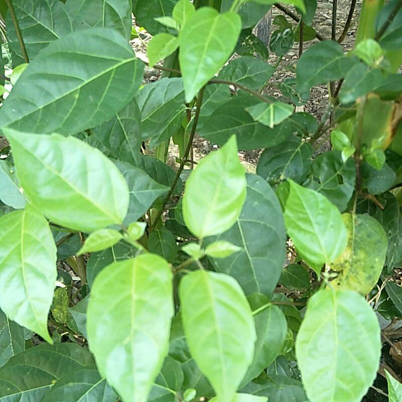 Jual DAUN SINGKIL SEGAR 250g | Shopee Indonesia