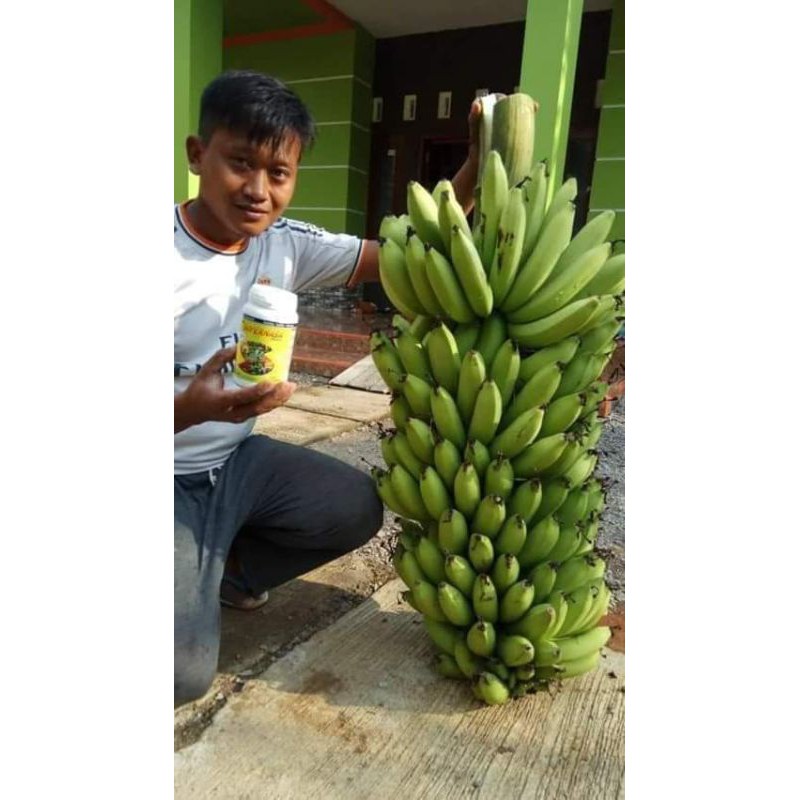 Jual budidaya pisang | Shopee Indonesia
