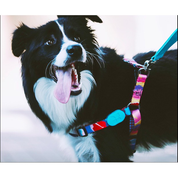 Jual HiDREAM - Dog Harness + Leash Set | Profusion Series / Tali Tuntun ...