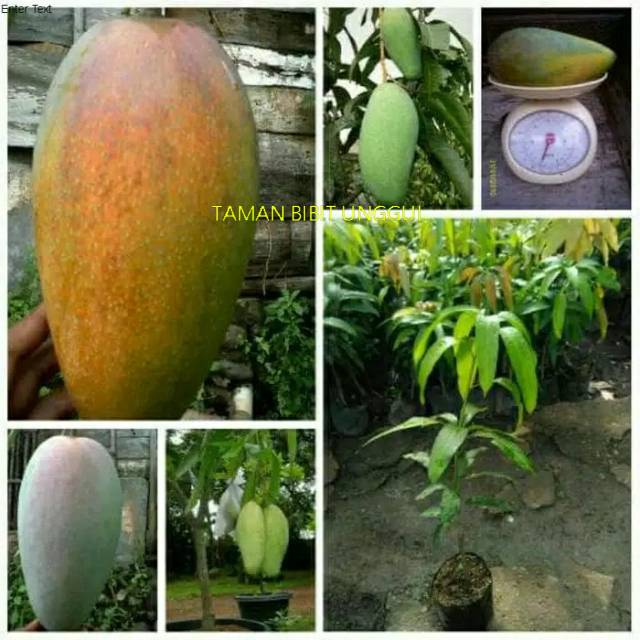 Jual Bibit Mangga Mahatir | Shopee Indonesia Jual Bibit Mangga Mahatir | Shopee Indonesia