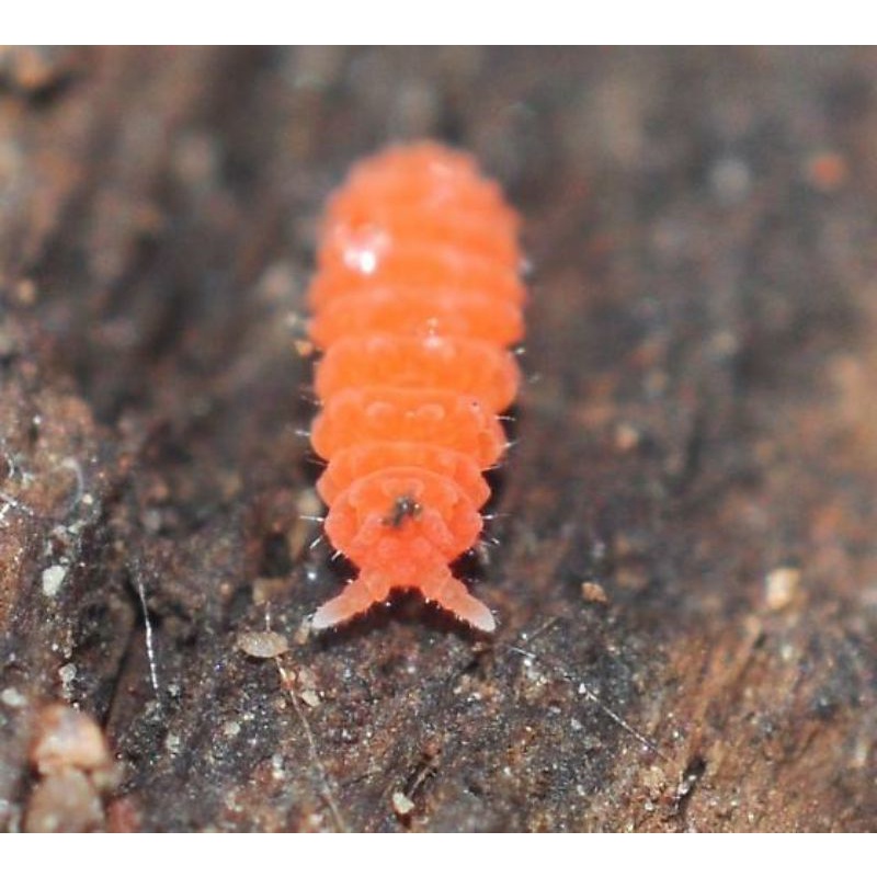 Jual Orange Springtail ( RARE ) | Shopee Indonesia