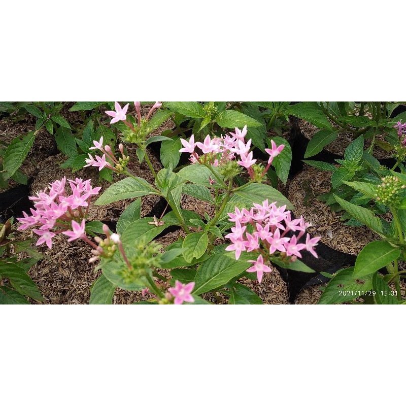 Jual Tanaman Hias Bunga Pentas - Egyptian Star Cluster - Pentas ...