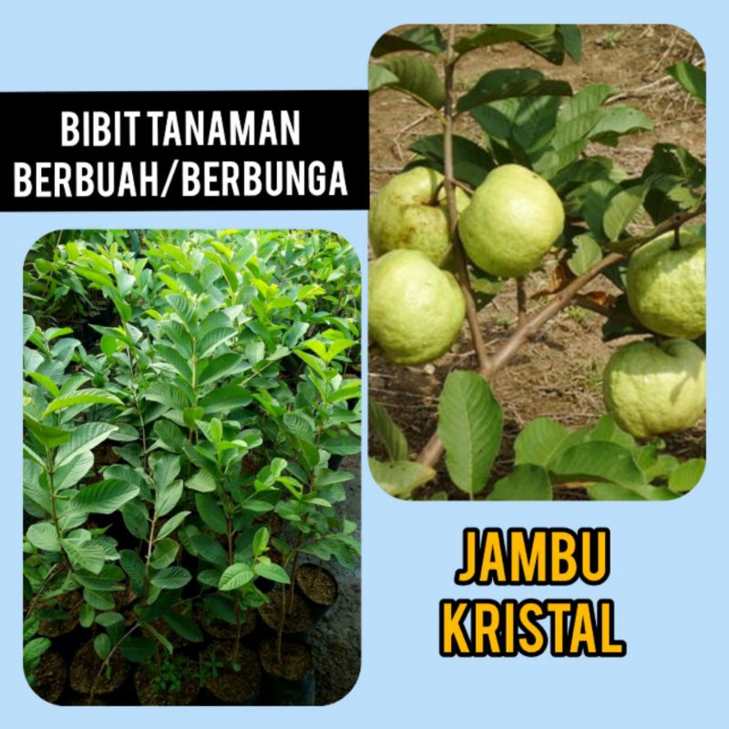 Jual Pohon Jambu Kristal Sedang Berbuah / Berbunga Hasil Cangkok ...