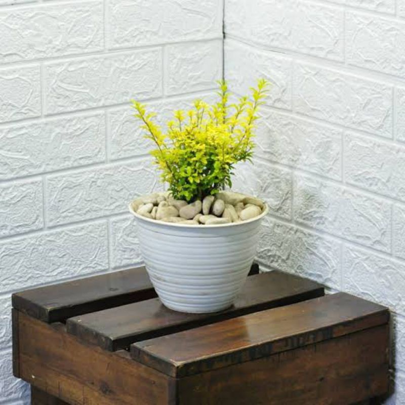 Jual Tanaman hias legistrum kuning/ bibit bonsai pohon legistrum ...