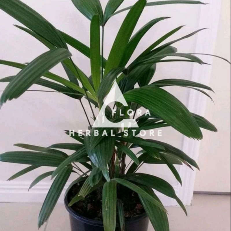 Jual Waregu I bibit tanaman pohon palem waregu jaminan hidup dan ...