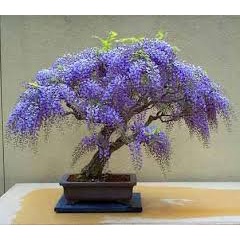 Jual Tanaman Bunga Jakaranda (Jacaranda mimosifolia)Bunga Biru Rimbun ...