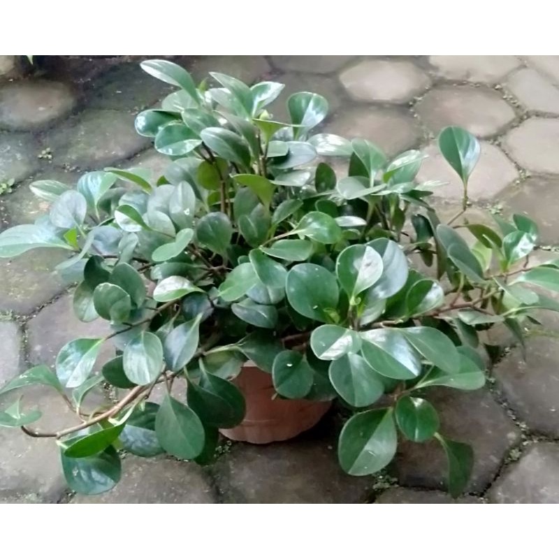 Jual Peperomia hijau Jade. | Shopee Indonesia