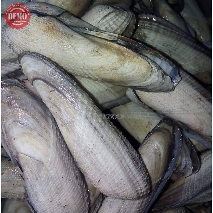 Jual Kerang Segar Kerang Salju Hidup Seafood Kerang | Shopee Indonesia