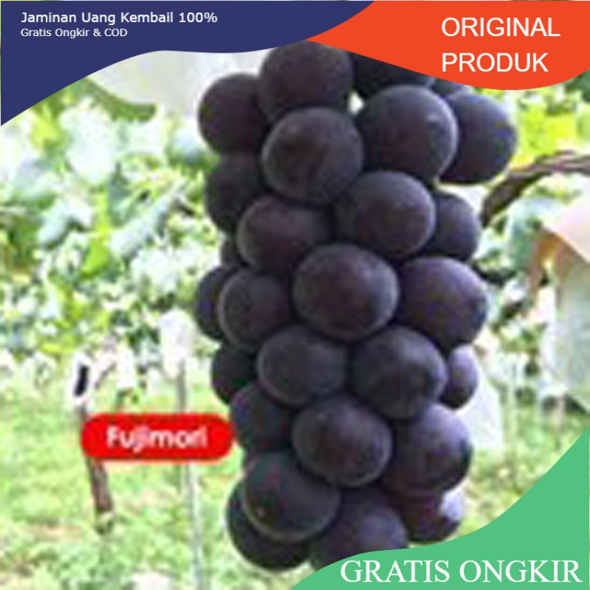 Jual Bibit Tanaman Buah Anggur Import Fujiminori - Pohon Anggur Genjah ...