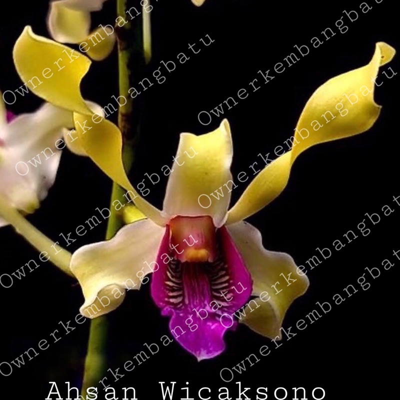 Jual Benih anggrek Dendrobium Ahsan Wicaksono | Shopee Indonesia