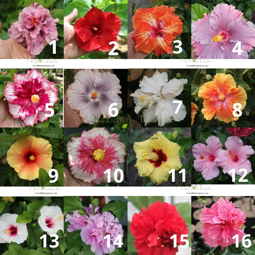 Jual Tanaman Bunga Hibiscus Okulasi Tumpuk Import/ Bunga Sepatu Warna ...
