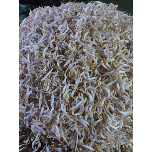 Jual Toge fresh Bandung | Shopee Indonesia