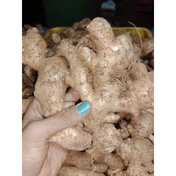 Jual JAHE GAJAH SEDANG / JAHE PUTIH SEGAR | Shopee Indonesia Jual JAHE GAJAH SEDANG / JAHE PUTIH SEGAR | Shopee Indonesia