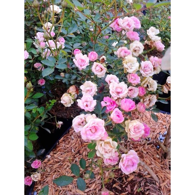 Jual Tanaman bunga baby rose | Shopee Indonesia