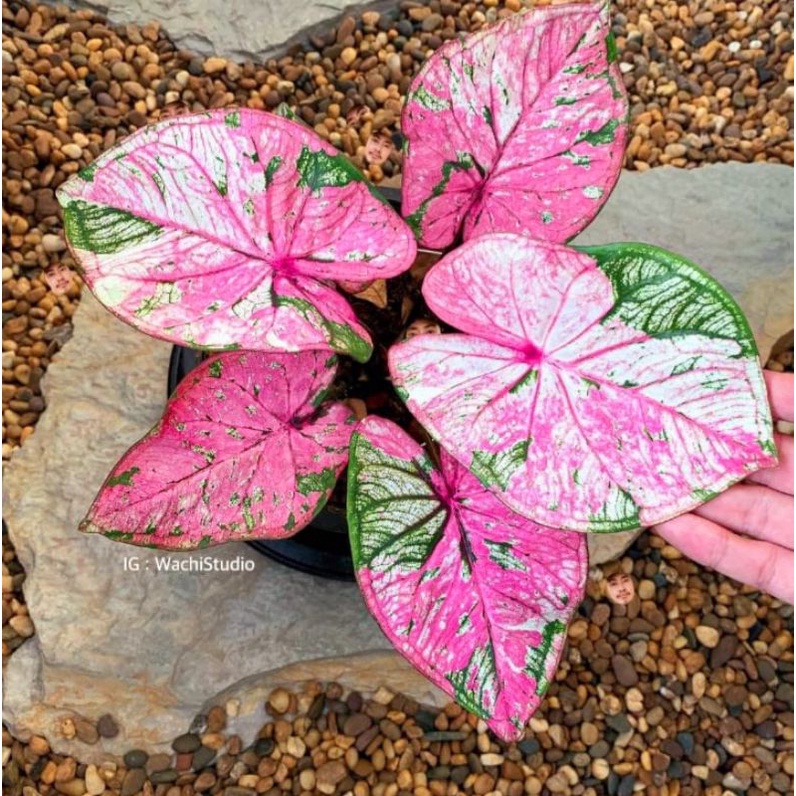 Jual Caladium Thailand Spesial Tanaman Hias Keladi - Caladium Tanaman ...
