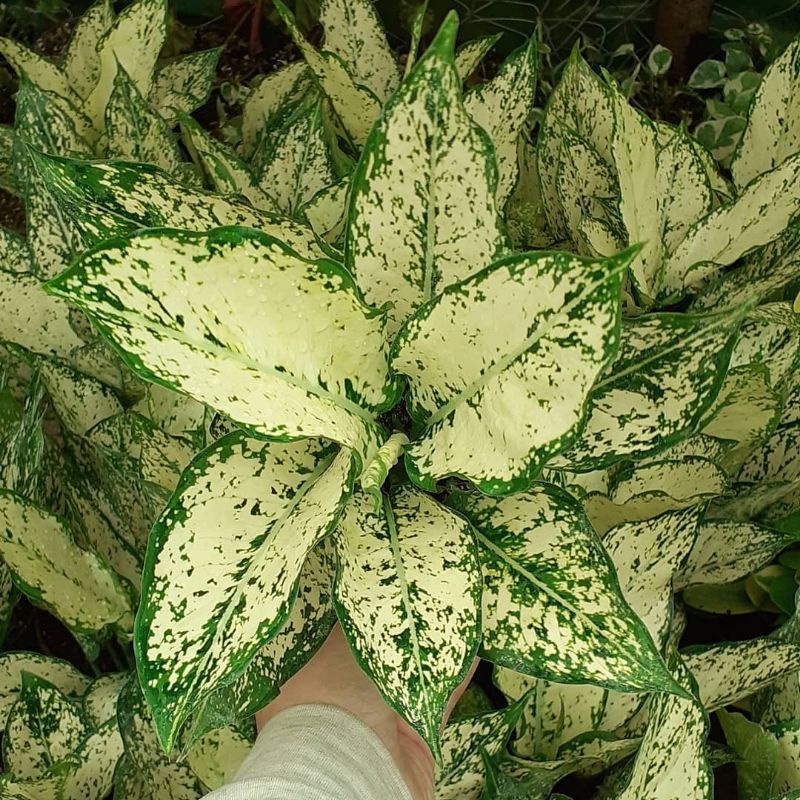 Jual Aglaonema siam paragon / Aglonema siam paragon Remaja florist ...
