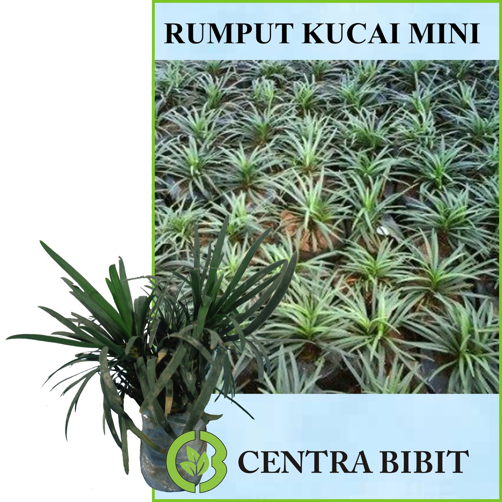 Jual Tanaman Hias Rumput Kucai Mini (5pcs) | Shopee Indonesia