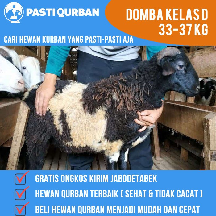 Jual Hewan Qurban / Domba Kurban Kelas D 33-37kg | Shopee Indonesia