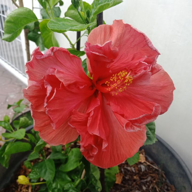 Jual Kembang sepatu mahkota lebar merah tumpuk - bunga hibiscus tumpuk ...