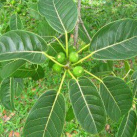 Jual Tanaman Bahan Bonsai Ficus Citrifolia Indoor Outdoor Pohon Unik ...
