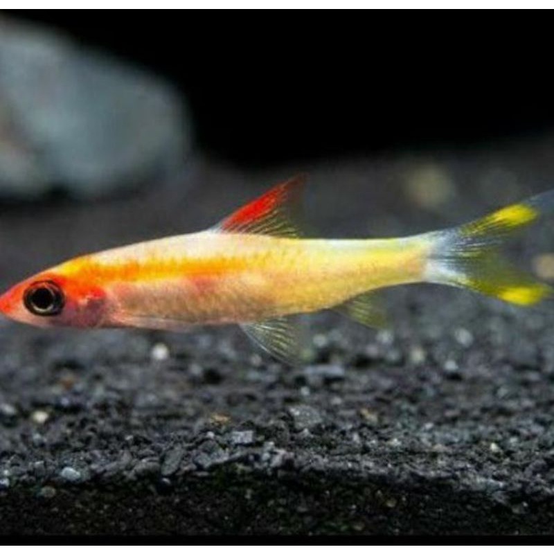 Jual ikan hias denisoni golden 3-4cm | Shopee Indonesia