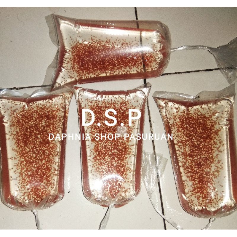Jual Daphnia Magna/kutu air raksasa/kutu air jumbo harga grosir ...