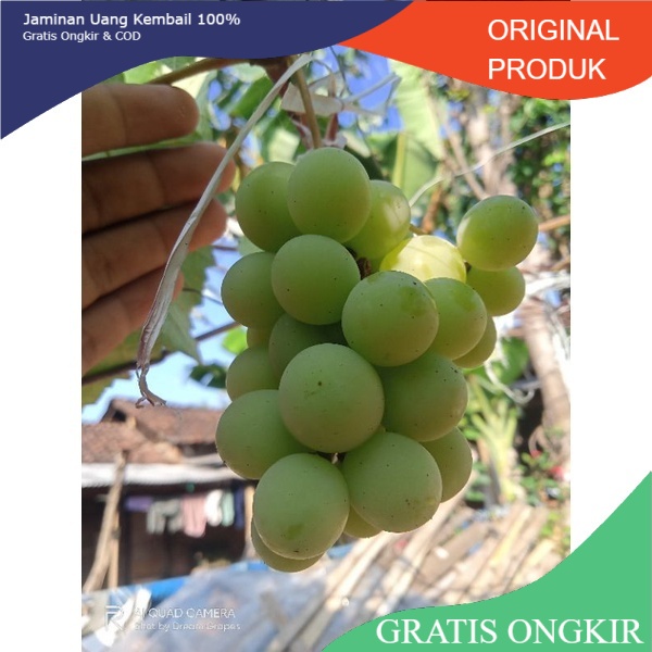 Jual anggur import auntum king (anggur sedles) hasil grafting dan ...