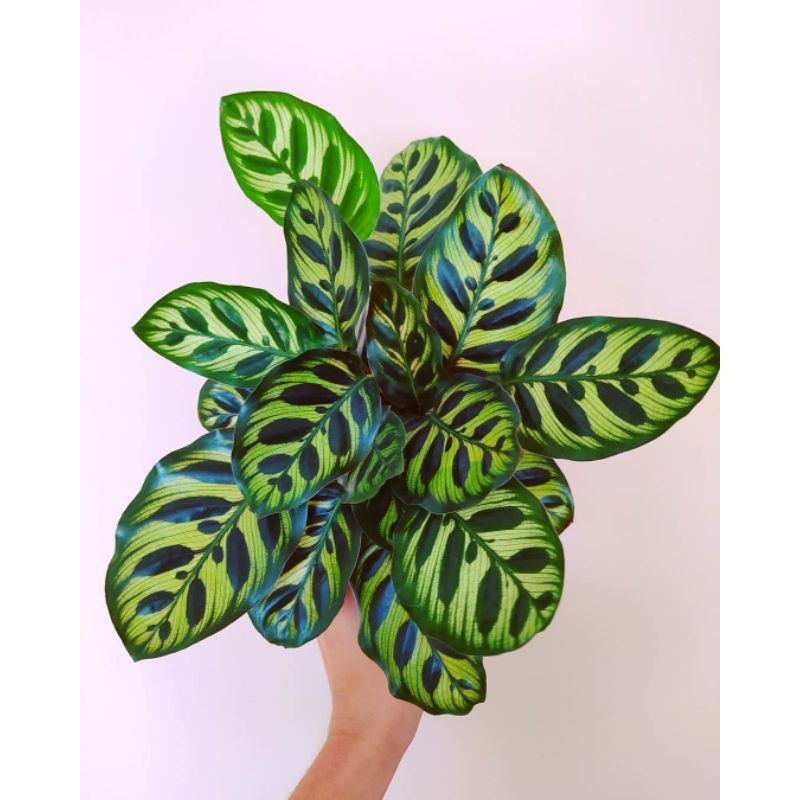 Jual TANAMAN HIAS CALATHEA MARANTA WAYANG | Shopee Indonesia