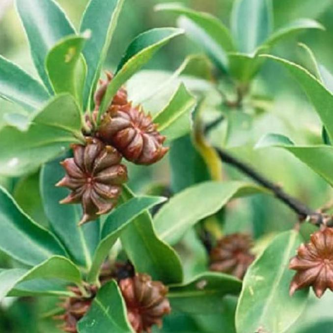 Jual Bibit Benih Bunga Lawang (1 Butir) | Shopee Indonesia