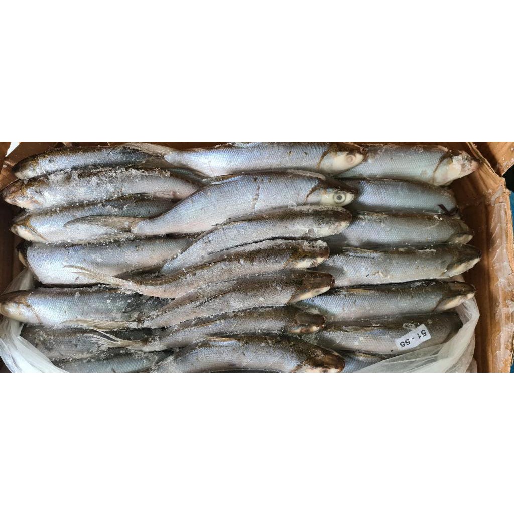 Jual Ikan Bandeng Frozen | Shopee Indonesia