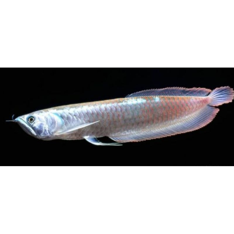 Jual Ikan Arwana Silver Red Brazil 20CM UP (COD) | Shopee Indonesia
